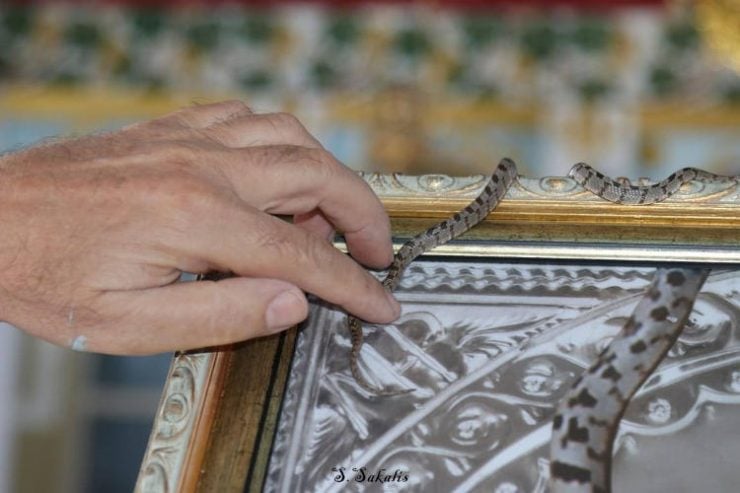 Εμφανίστηκαν τα πρώτα φιδάκια της Παναγίας στην Κεφαλονιά (ΦΩΤΟ ...